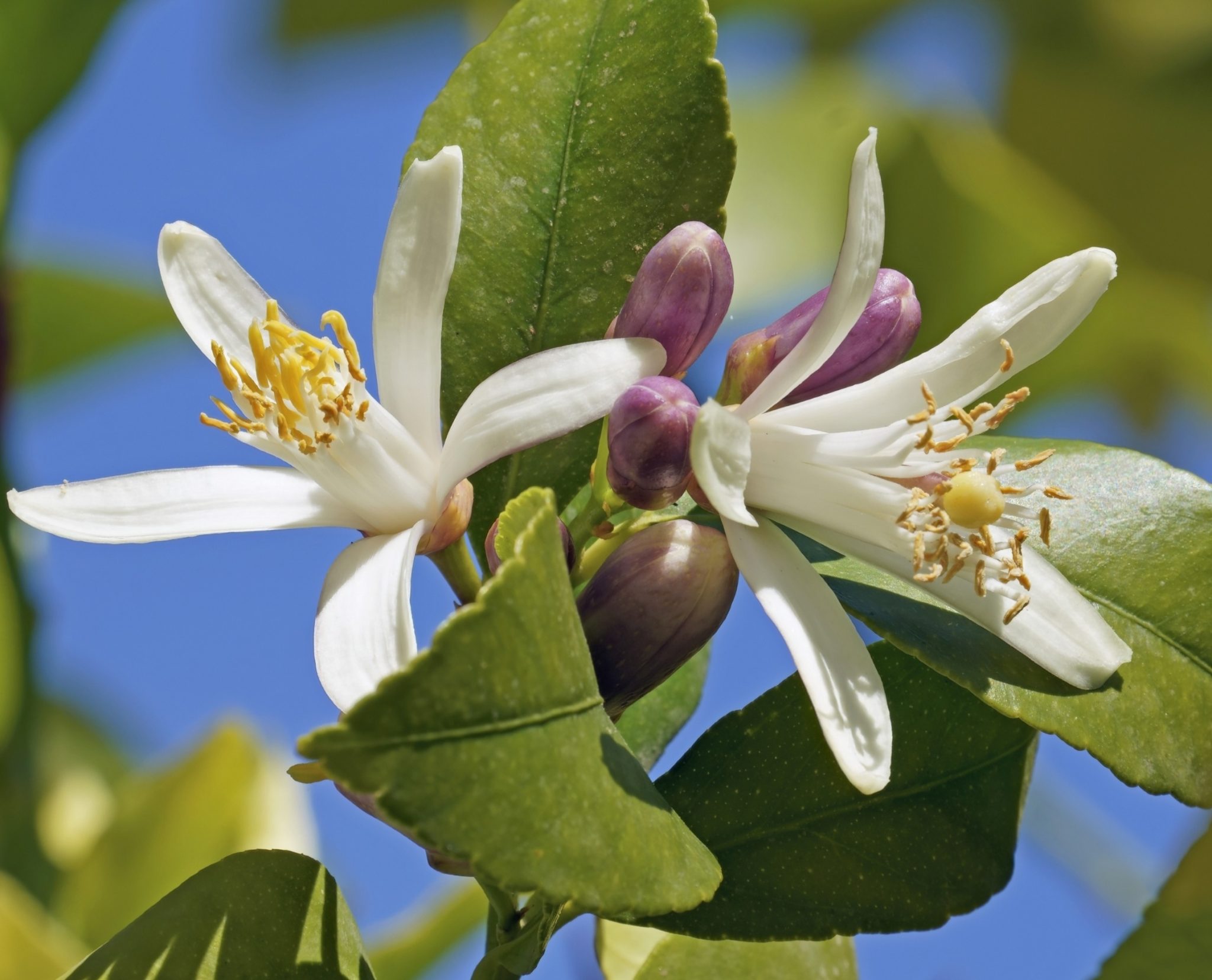NUTRINATIVA® Boro – Bio Insumos Nativa SPA.